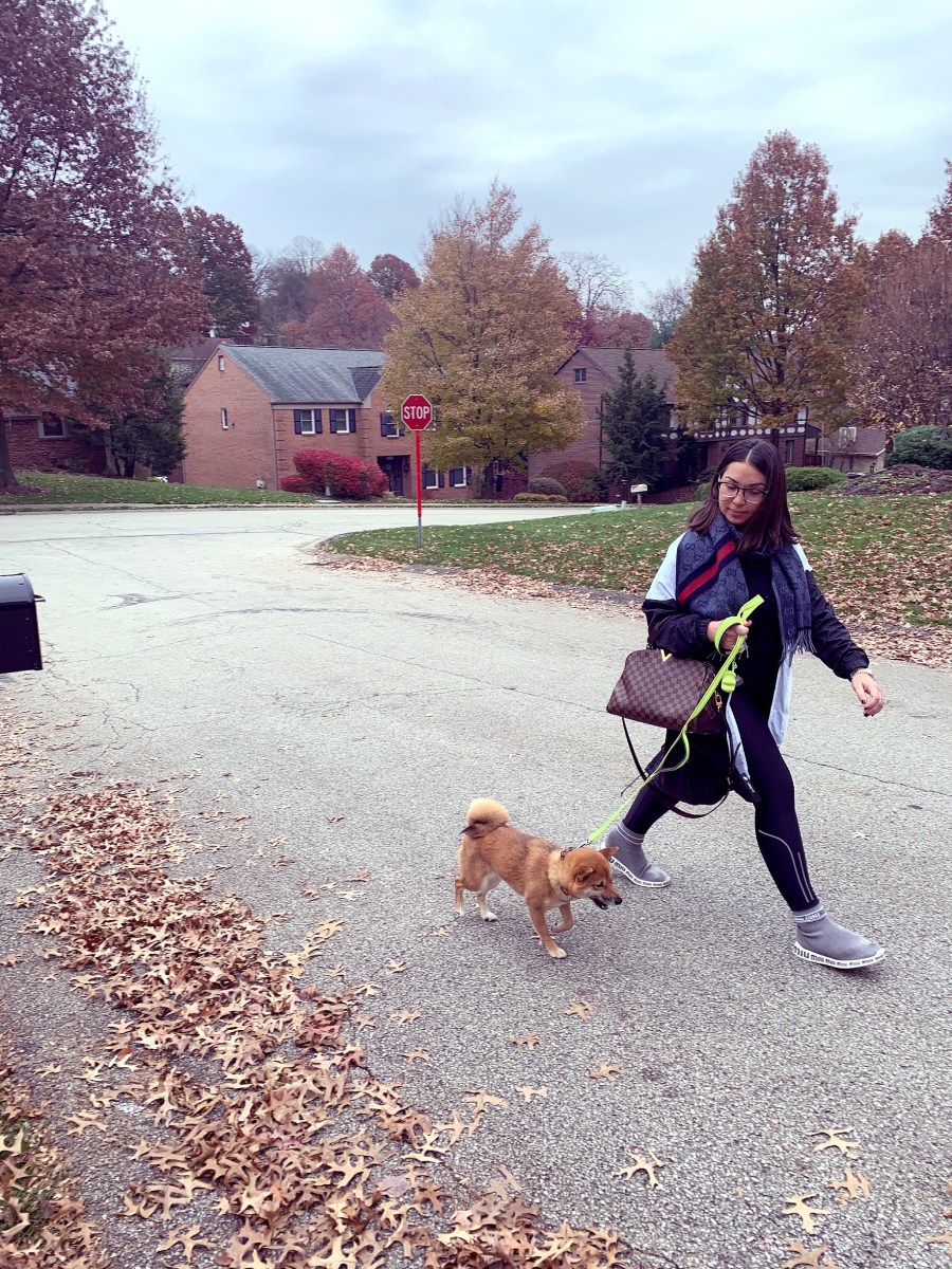 Say Hello to Our Shiba Inu: Matcha – JanettaRxMa